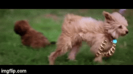 Flying Dogs - Imgflip