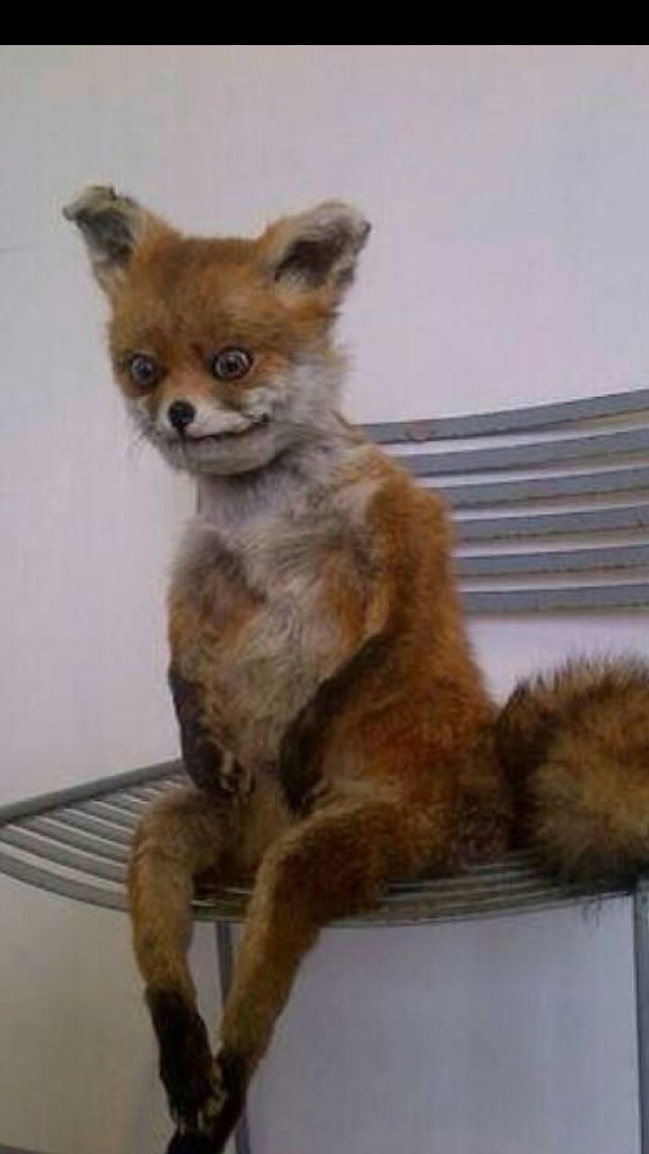 Tired Fox Blank Template Imgflip