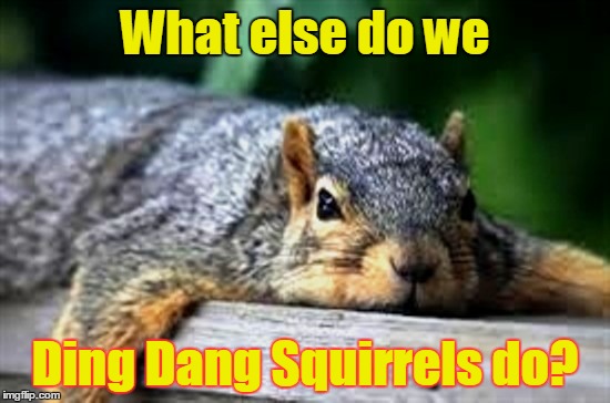 Super Birthday Squirrel Meme - Imgflip