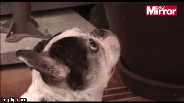Dog vs Robot - Imgflip