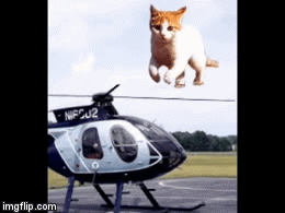 Cat on a helicopter - Imgflip