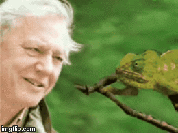 Hungry Chameleon - Imgflip