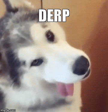 Derp Dog Meme