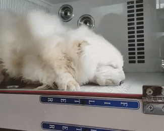 dog imagines he is flying - Imgflip