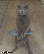 hula cat - Imgflip
