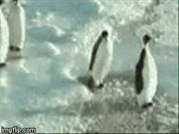 Penguin pushes penguin into water - Imgflip
