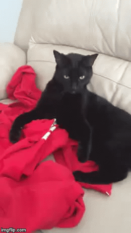 Cat being greedy - Imgflip