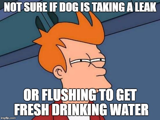 Can't a Dog Take A Leak Without An Audience? - Imgflip
