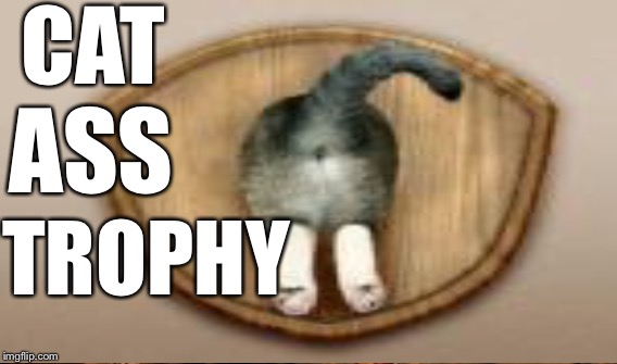 (OC) I call him existential crisis cat - Imgflip