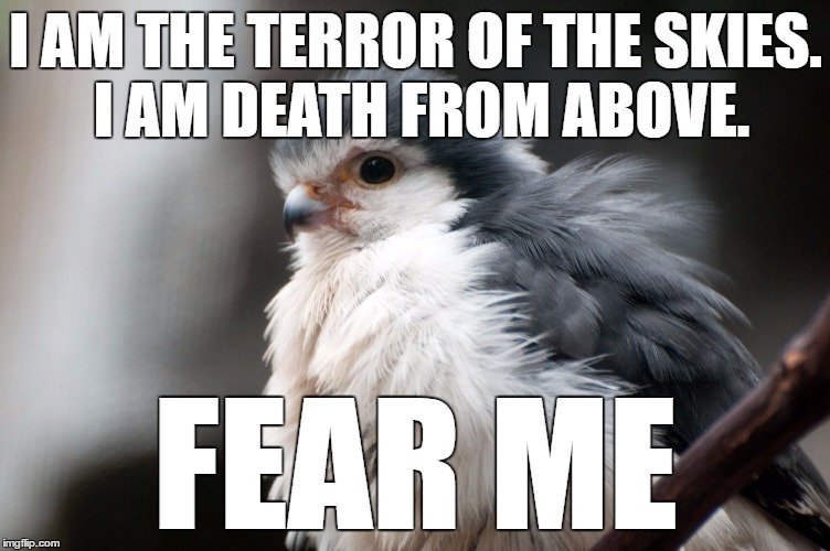 Image tagged in baby falcon - Imgflip