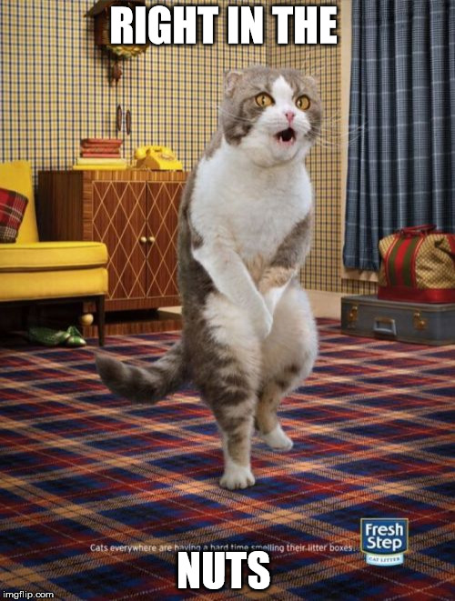 Gotta Go Cat Meme - Imgflip