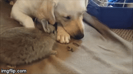 Madison Shares Kibble with Littles - Imgflip