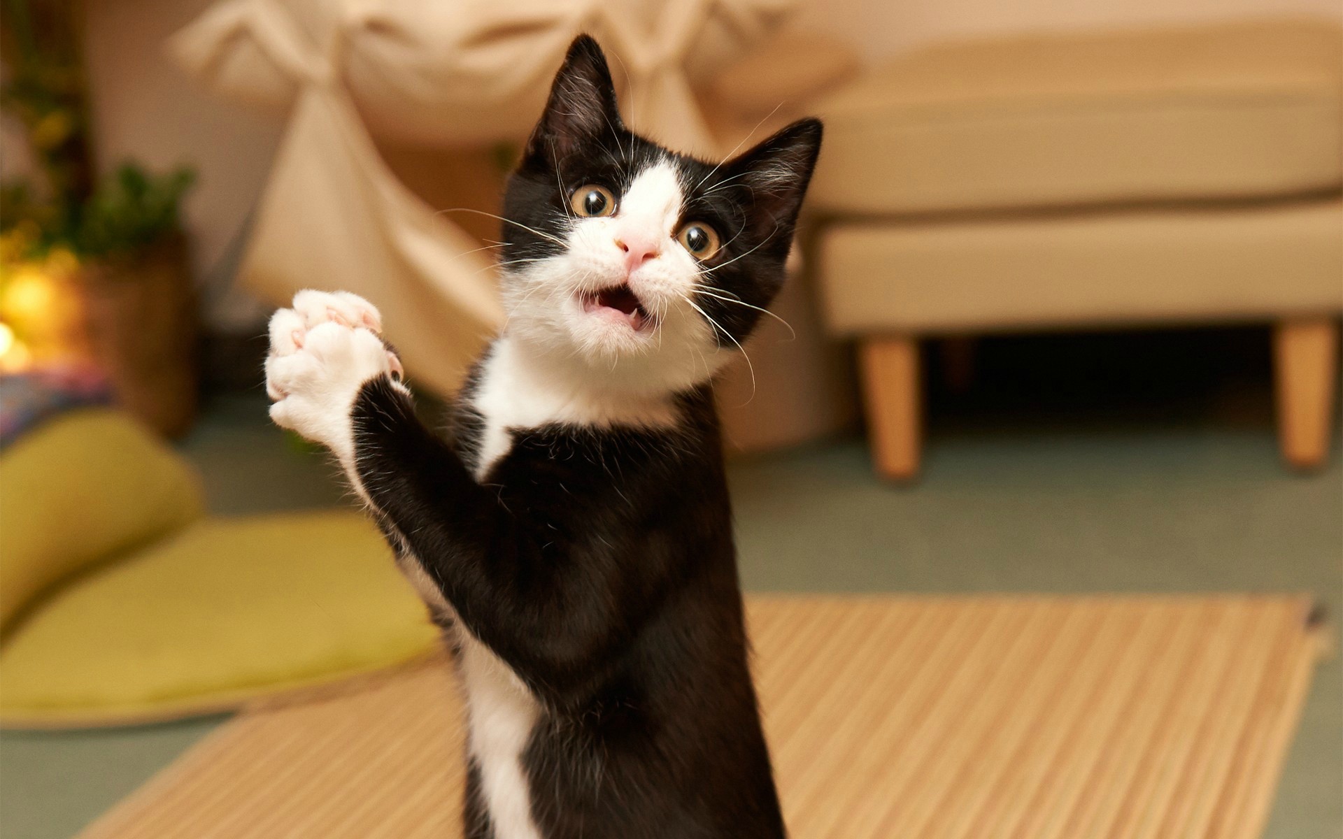 Begging Cat Memes Imgflip