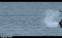 Orca Punt 2 - Imgflip