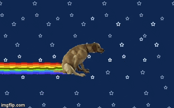 Nyan Dog! - Imgflip