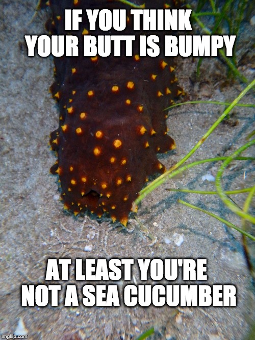Image tagged in sea cucumber - Imgflip