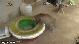 Cat tries to eat octopus - Imgflip