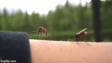 slap a mosquito-his last moment in the life - Imgflip