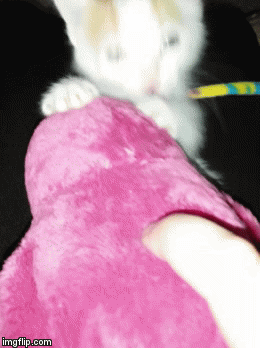Pink Penguin Attack - Imgflip