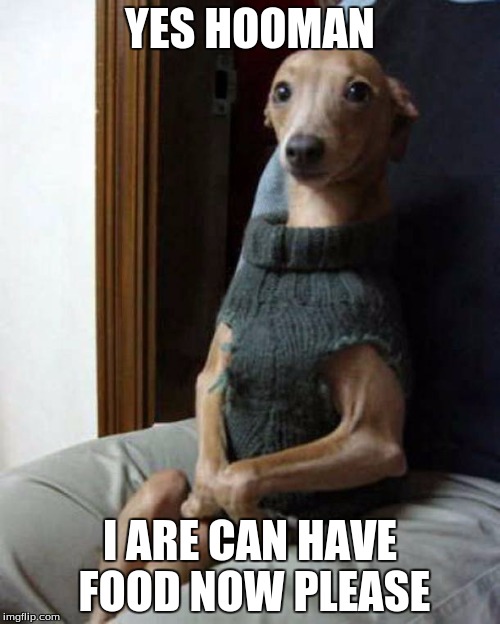 Greyhound Memes
