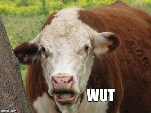 Cow Wut - Imgflip