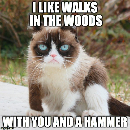 Image tagged in grumpy cat - Imgflip