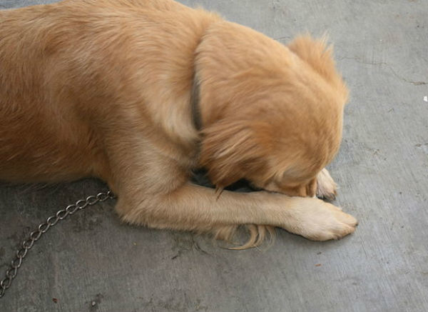 Embarrassed Dog Blank Template Imgflip