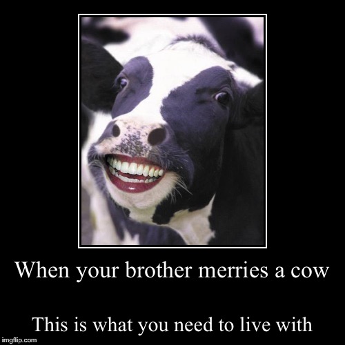 When your brother merries a cow - Imgflip