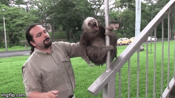 man vs sloth - Imgflip