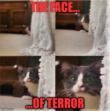 Image tagged in cats,funny - Imgflip