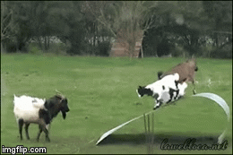 They goat balance - Imgflip