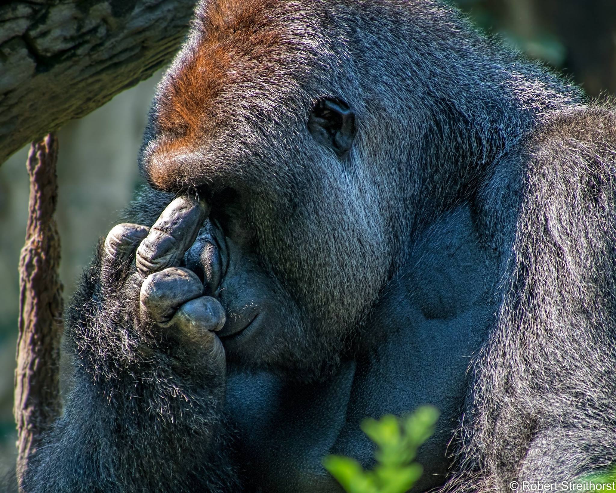 Harambe Middle Finger Blank Template Imgflip