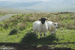 nodding sheep - Imgflip