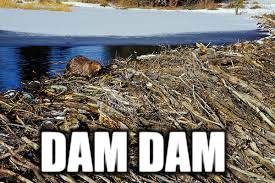 Bad Pun Dog Meme - Imgflip