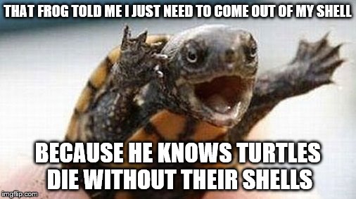 Grumpy Toad - Imgflip