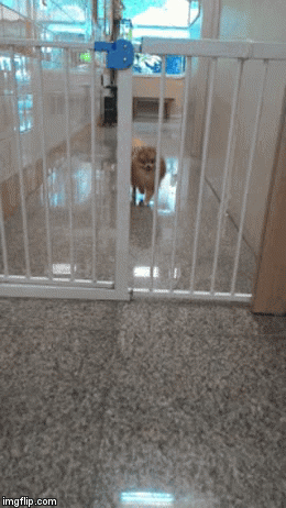 That's One Smart Dog | Gif by WahLaWah - Imgflip