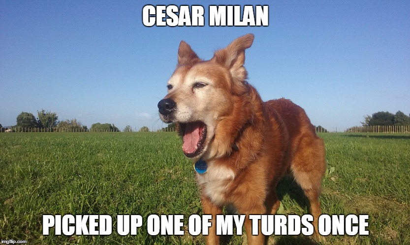 Image tagged in politely bored dog - Imgflip