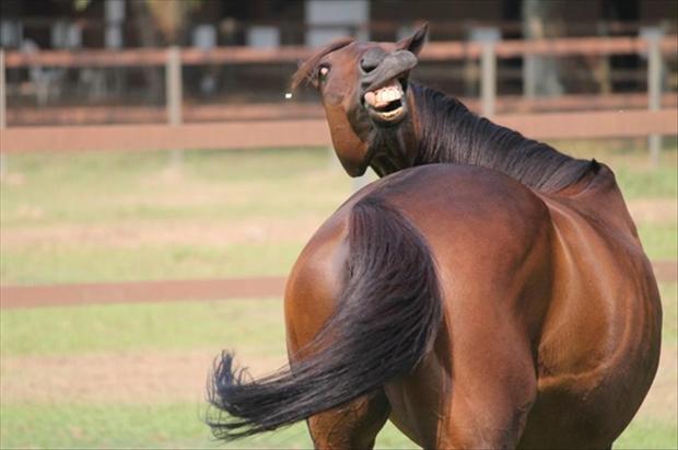 Horse Blank Template Imgflip
