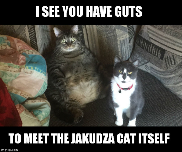 Image tagged in jakudza cat - Imgflip