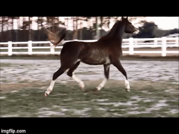 Trotting Horse - Imgflip