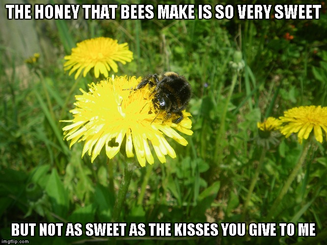Honey Bees - Imgflip
