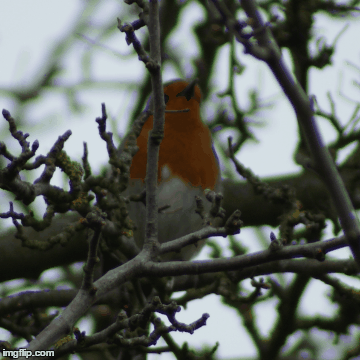 Rockin' Robin - Imgflip