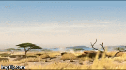 Epic Chase between Cheetah & Gazelle - Imgflip