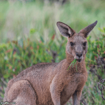 Chewing Roo - Imgflip