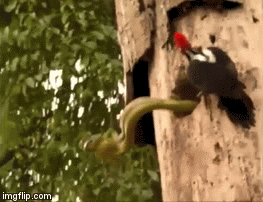 snake VS bird - Imgflip