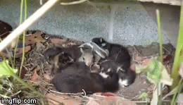 Squirrel cuddling kittens - Imgflip