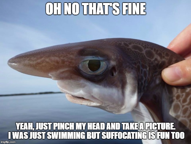 I bring you the next huuuuge meme! SarcastiFish! Sarcastic Sardine ...