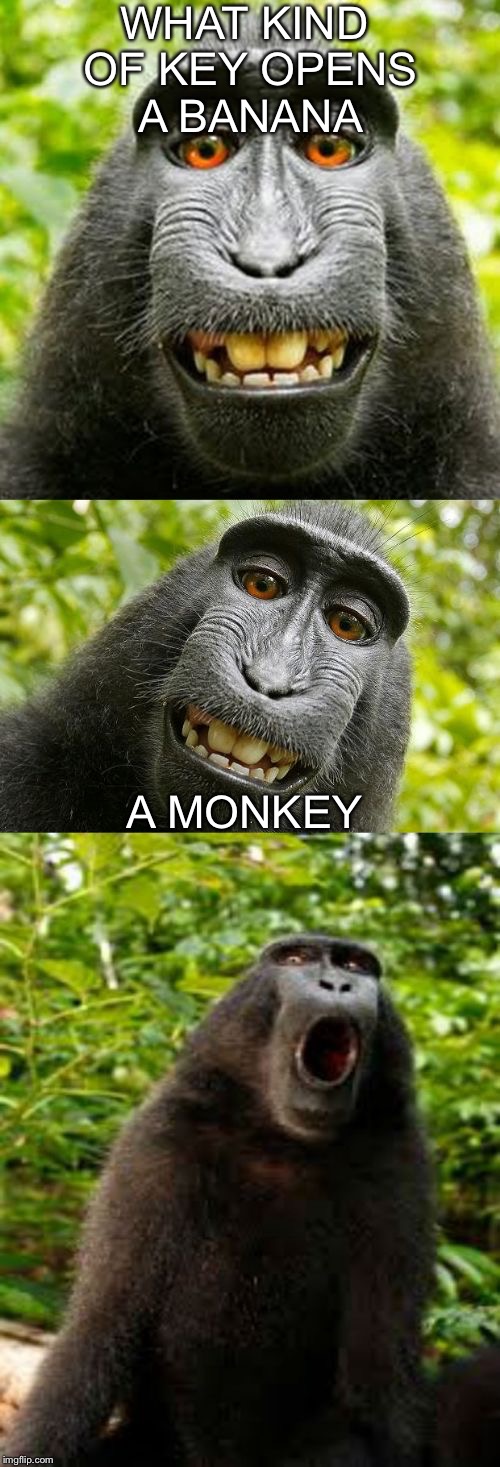 Bad Pun Monkey Imgflip