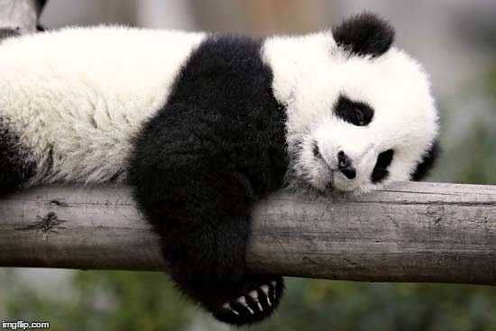 Sleeping Panda - Imgflip
