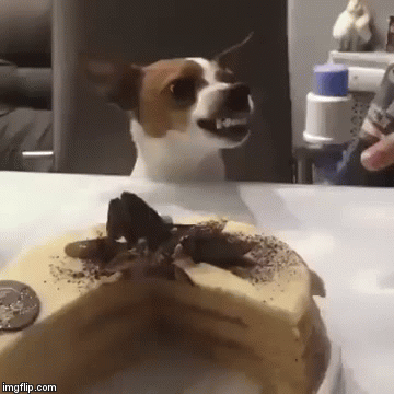 Don't touch my cake! - Imgflip